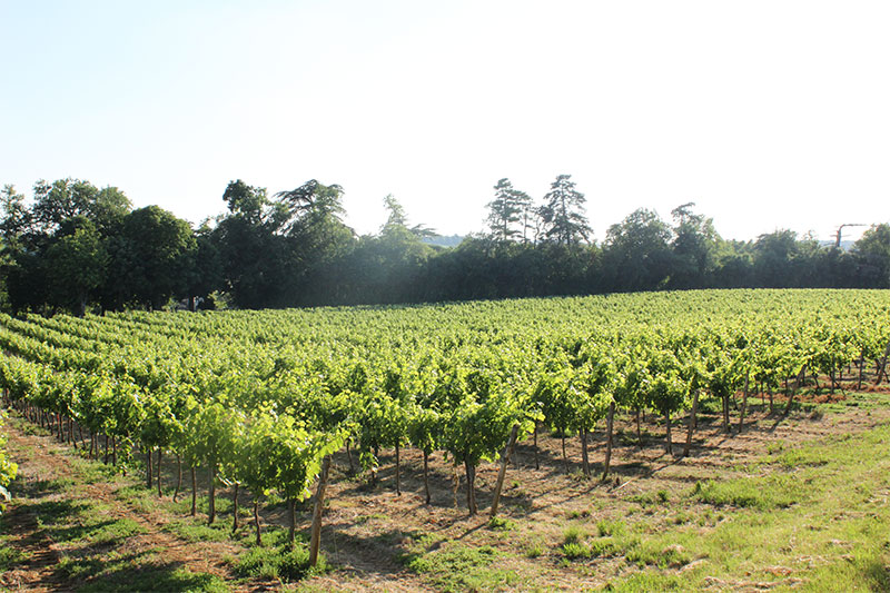 Bordeaux e il suo vino : l'eleganza di Château Le Colombier